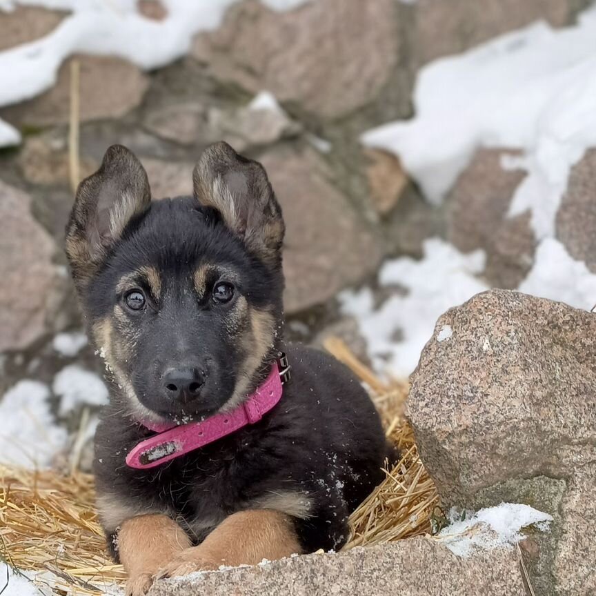 Щенок девочка в добрые руки