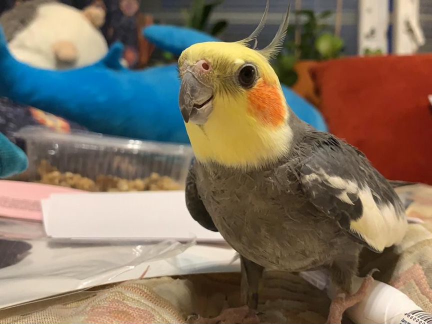 Попугай корелла самец