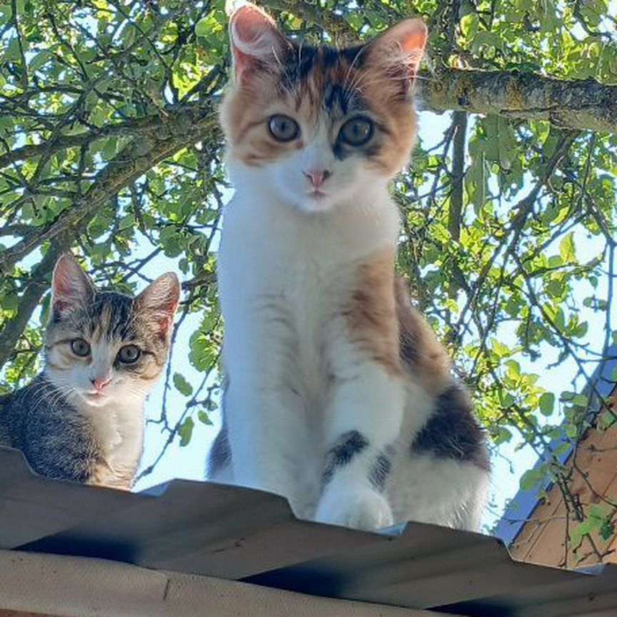 Кошки бесплатно Отличные мышеловки