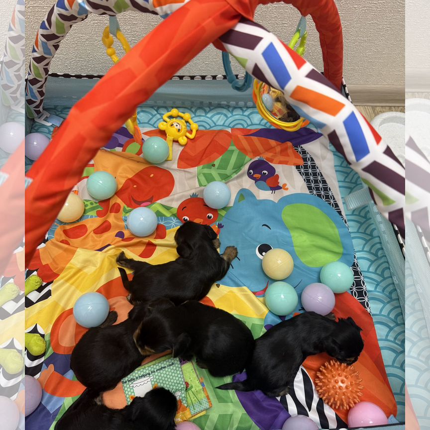 Йоркширский терьер, щенок