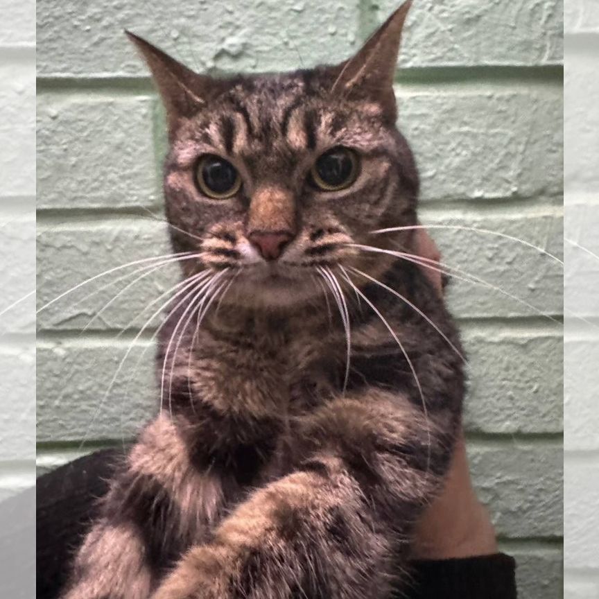 Взрослая, Девочка кошка в добрые руки