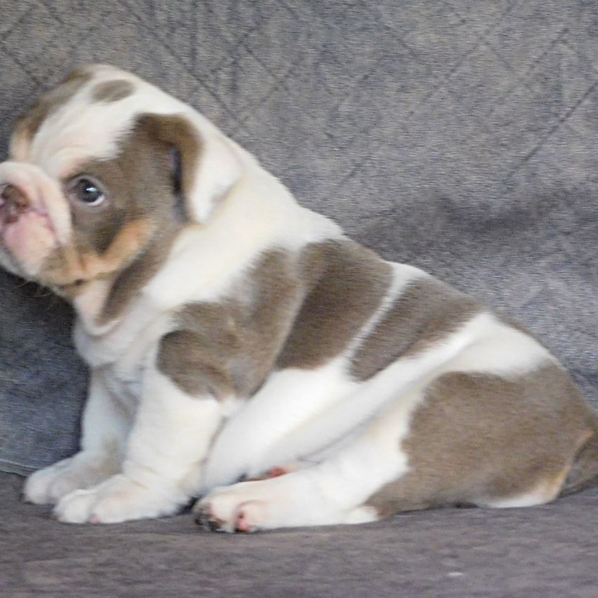 Английский бульдог, щенок