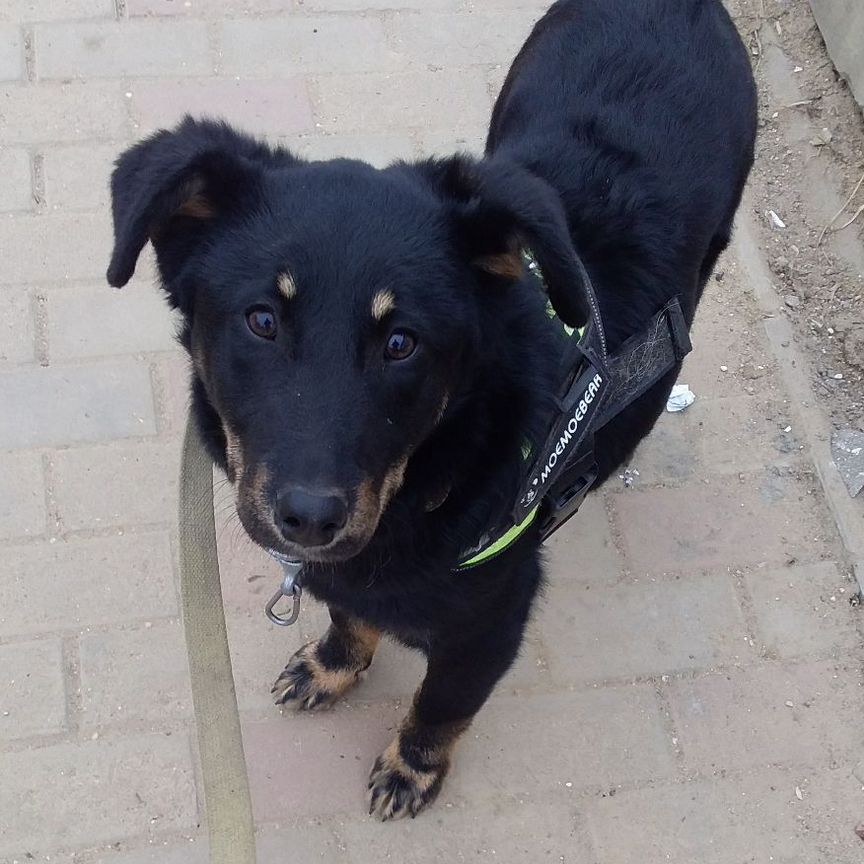 Взрослый пёс в добрые руки