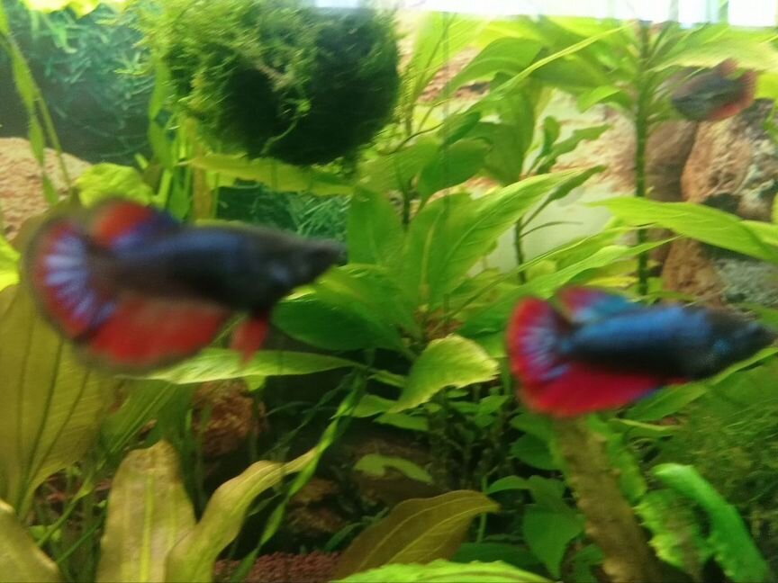 Рыбка петушок супер дельта