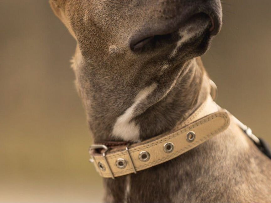 Собака ищет семью