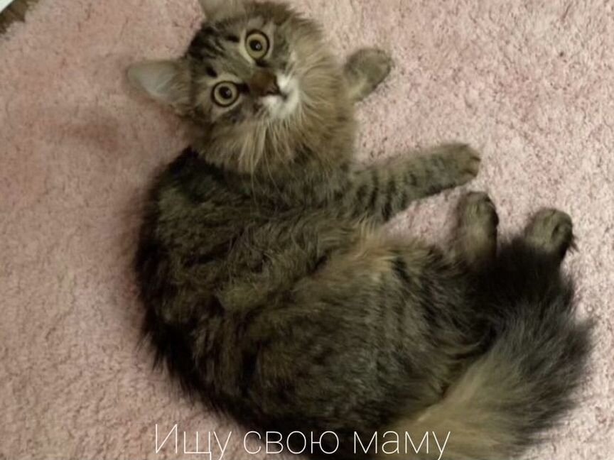 Котята в добрые руки. Спасенная малышка