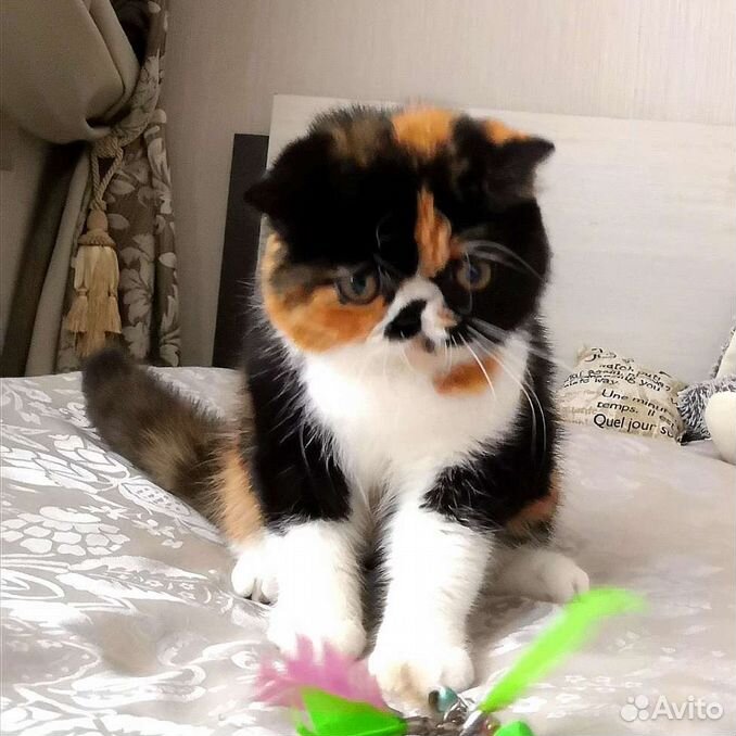 Чудо кошечка экзот