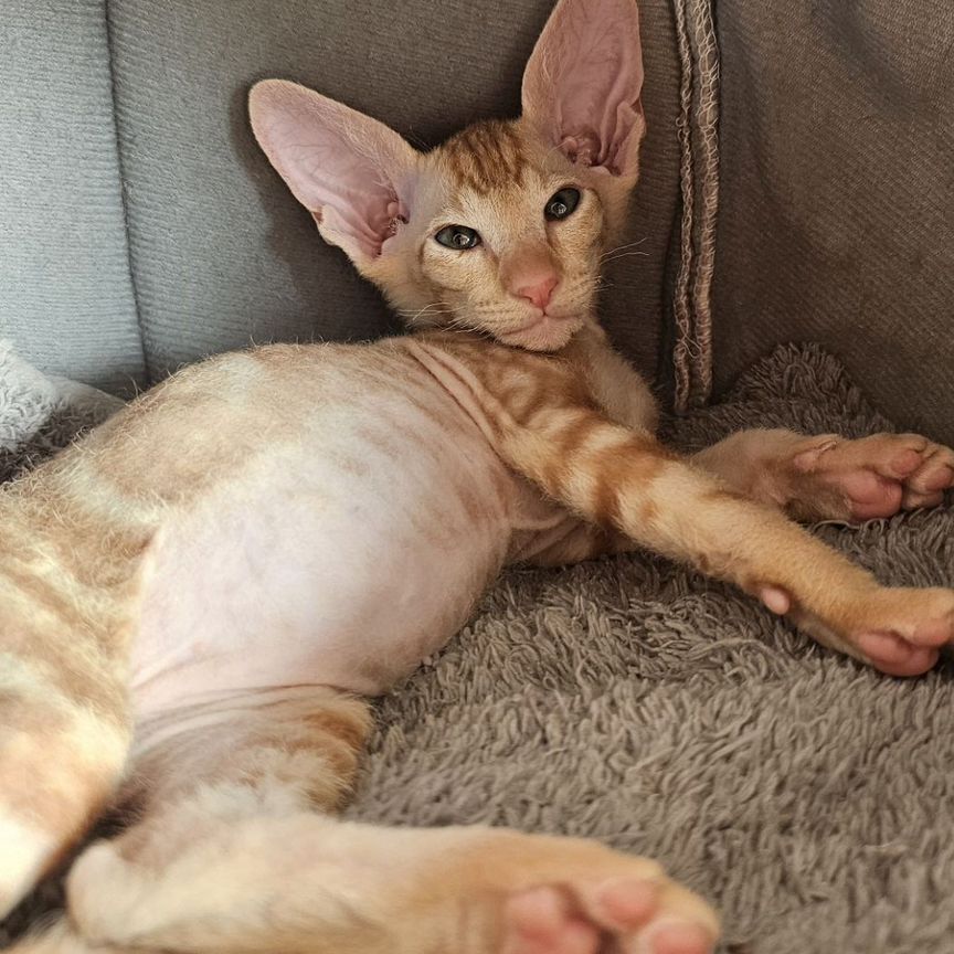 Петерболд котёнок