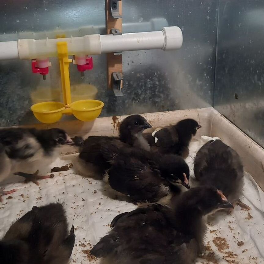 Цыплята породы Минорка