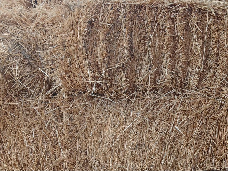 Солома в тюках ячменная