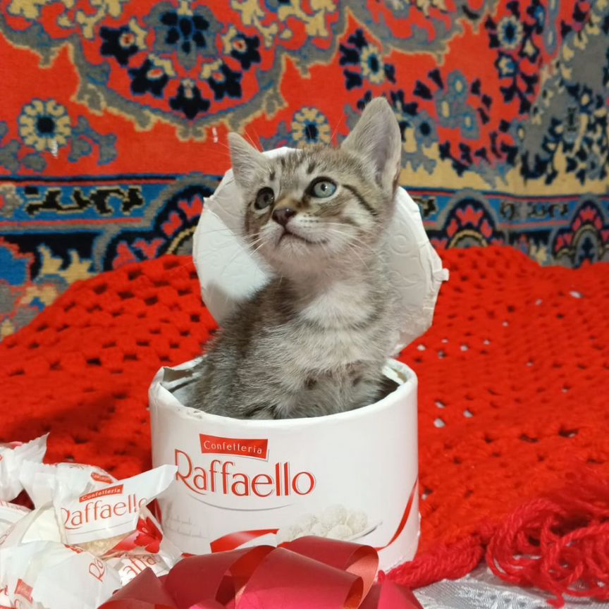 Рафаэлла в дар