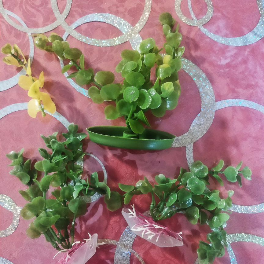 Водоросли для аквариума