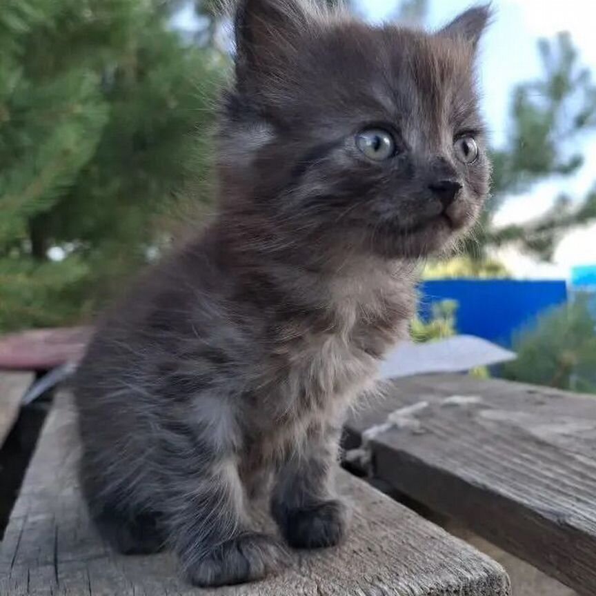 Котёнок в добрые руки