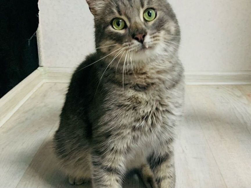 Серый ласковый кот ищет дом