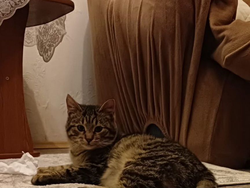 Котенок в семью