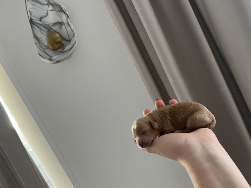 Малыши на декабрь мальтипу f1