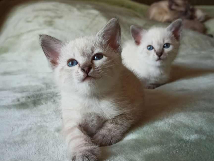 Меконгский бобтейл