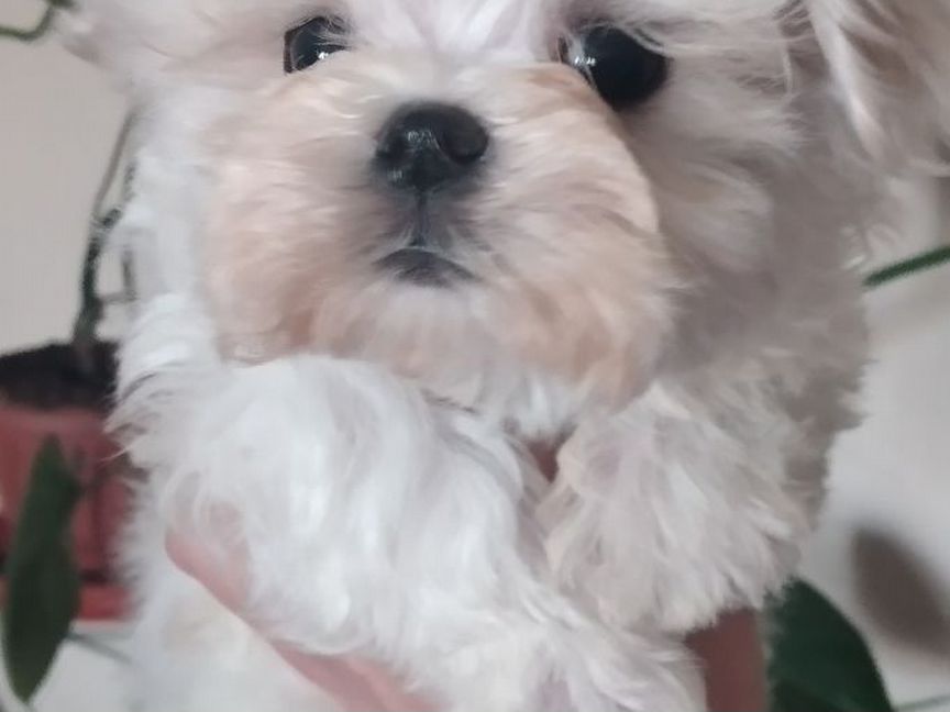 Мальтезе кобель с документами РКФ