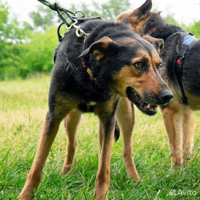 Метис овчарки