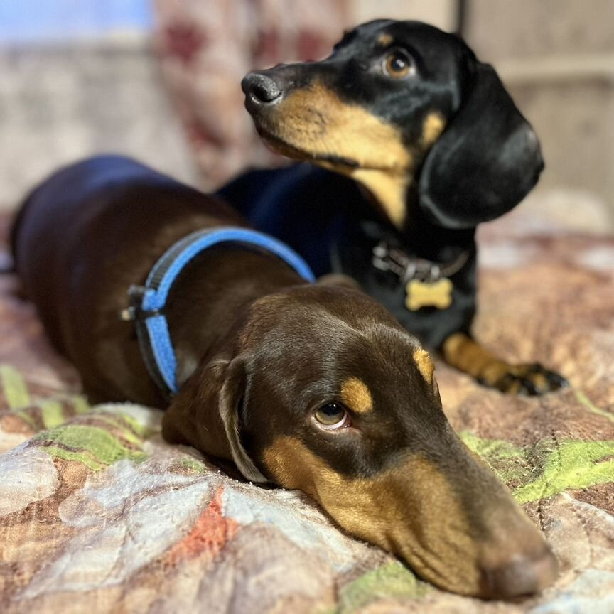 Щенки таксы