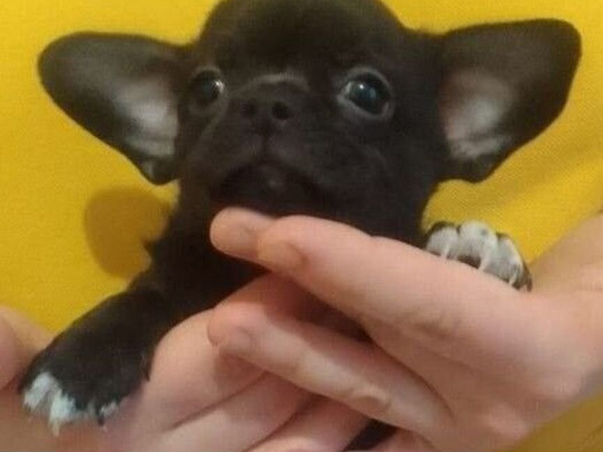 Щенки чихуахуа бейби фейс Коби тип