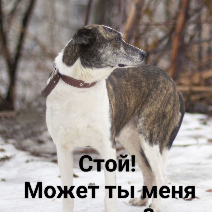 Флиппер замерзает в клетке