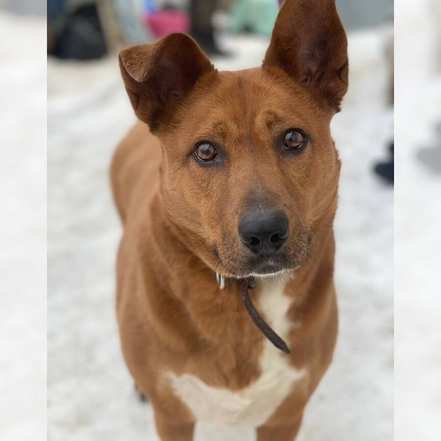 Собака ищет дом