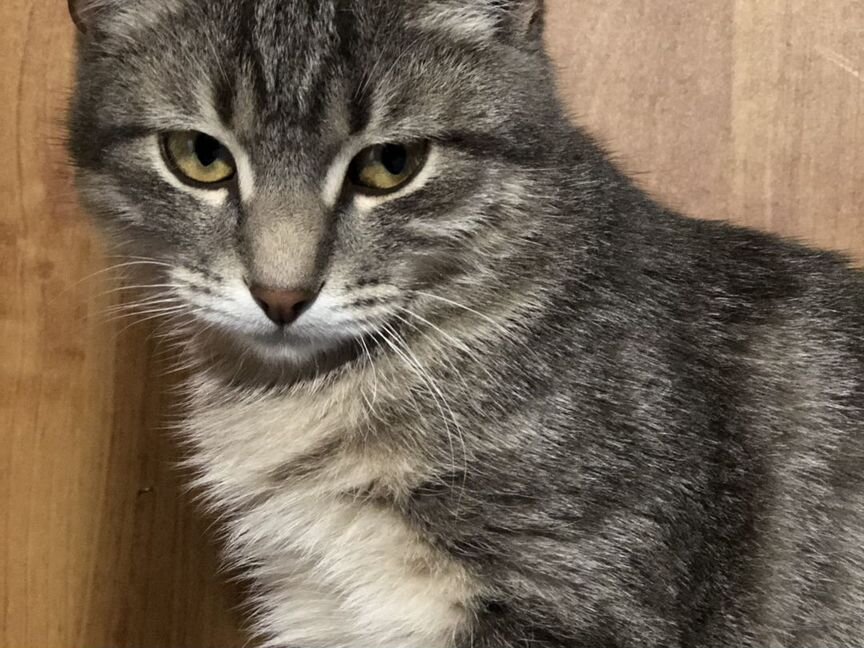 Молодой котик