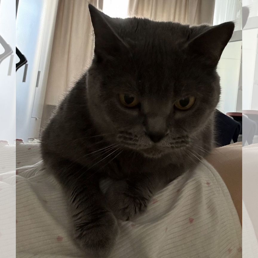 Кошка Боня
