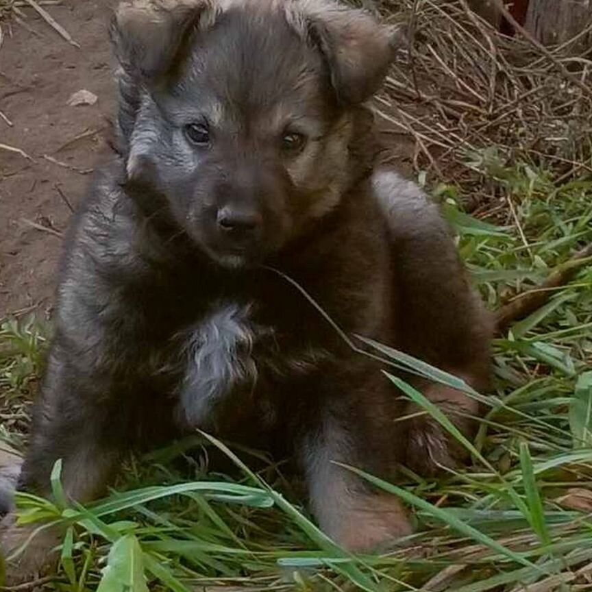 Щенок в добрые ручки