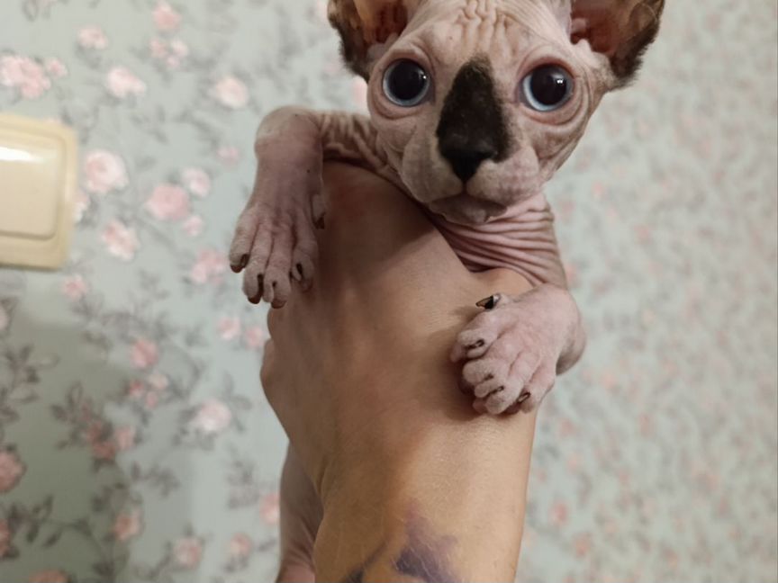 Канадский сфинкс котенок