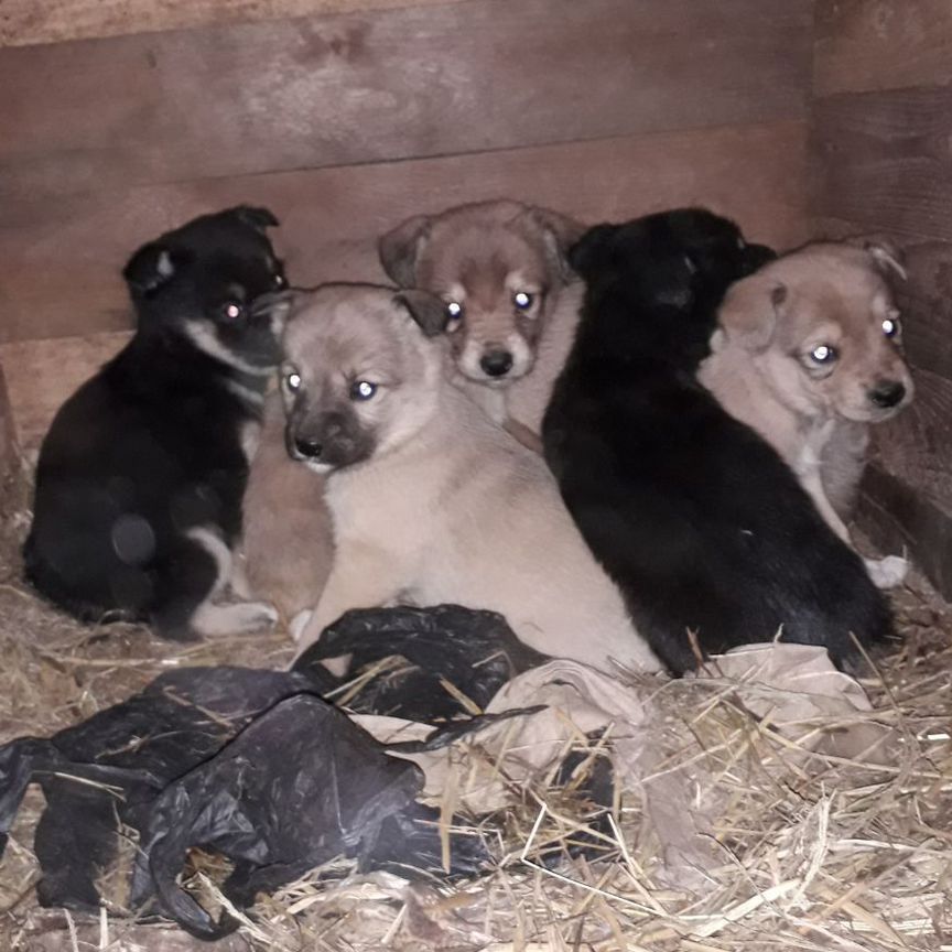 Щенок в добрые руки