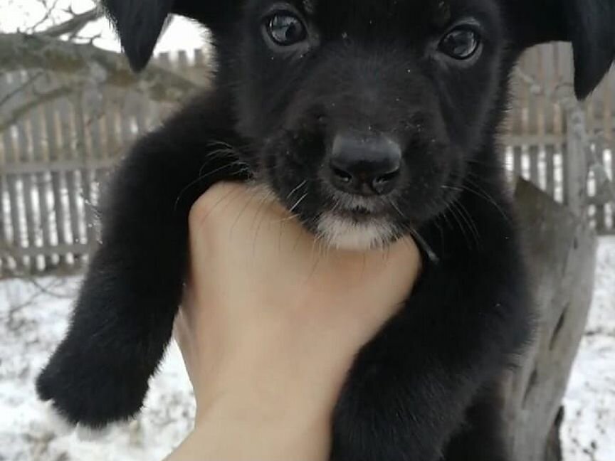 Щенки 1.5 мес в заботливые руки