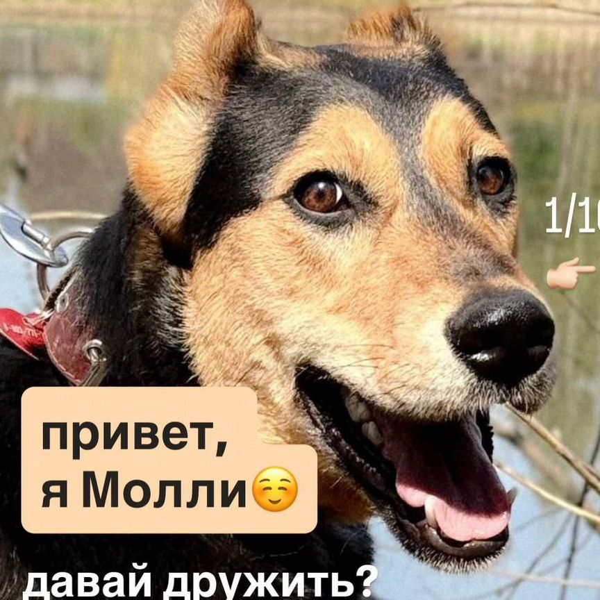 Взрослая собака в добрые руки