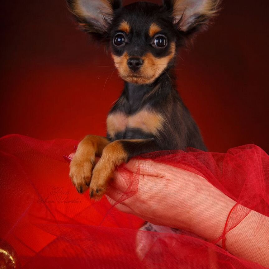 Русский той-терьер, щенок