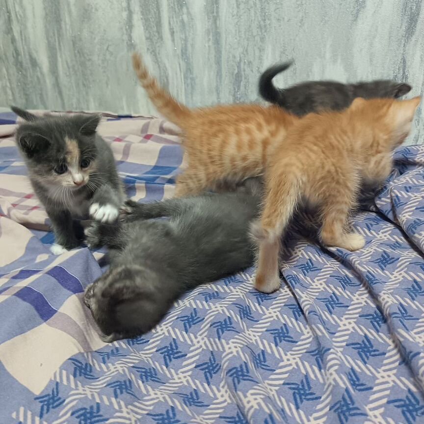 Котёнок в добрые руки