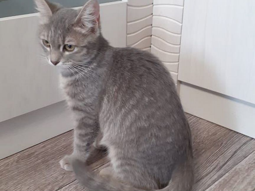 Котёнок Виола