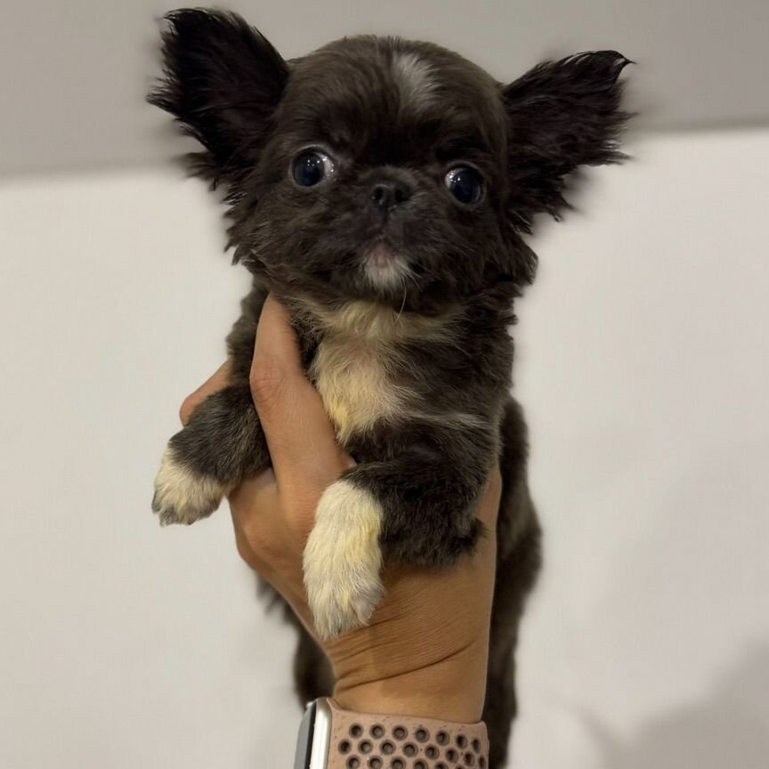 Чихуахуа, щенок