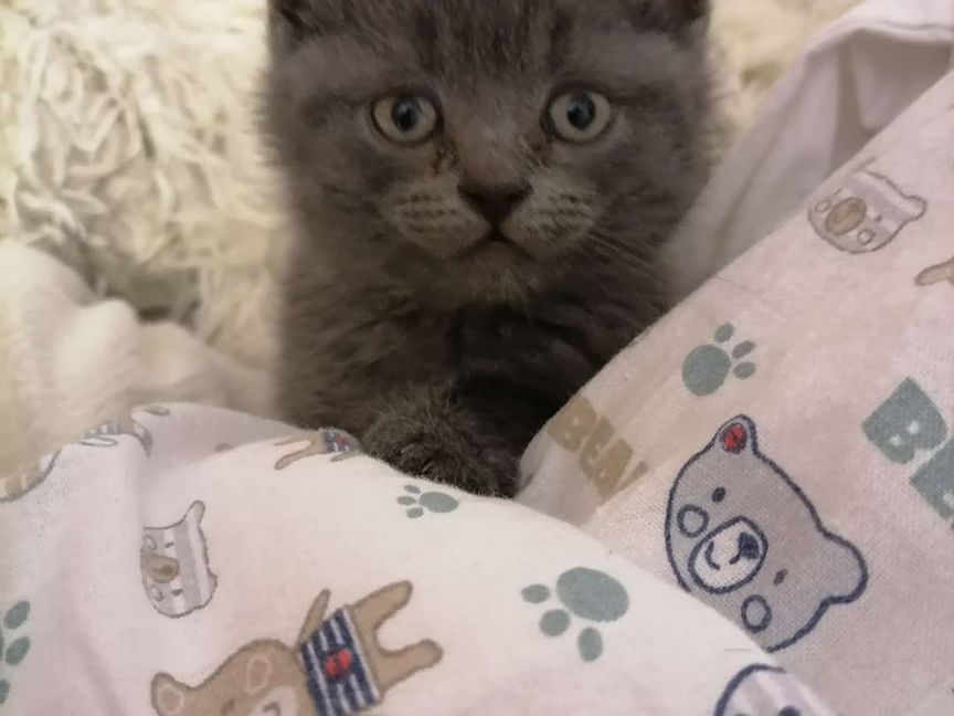 Британские котята