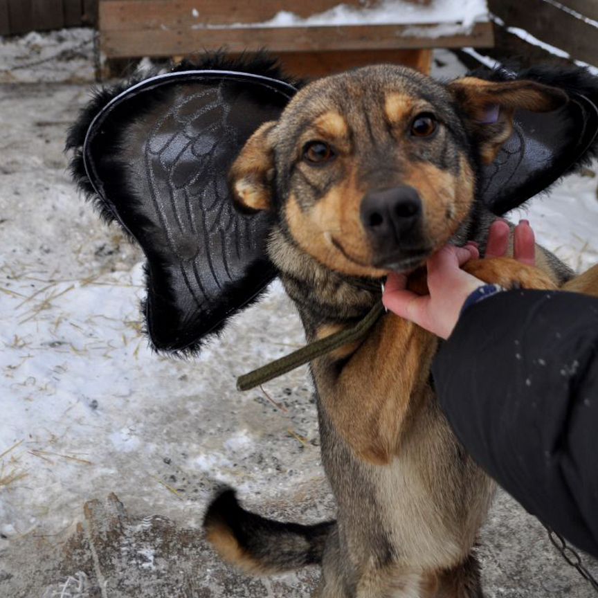 Взрослая собака в добрые руки