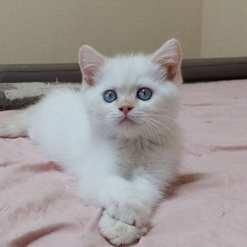Красный поинт, котик