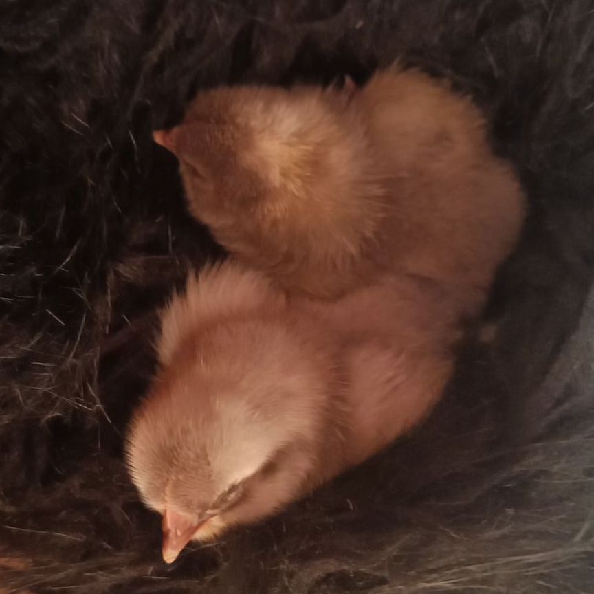 Цыплята кур несушек