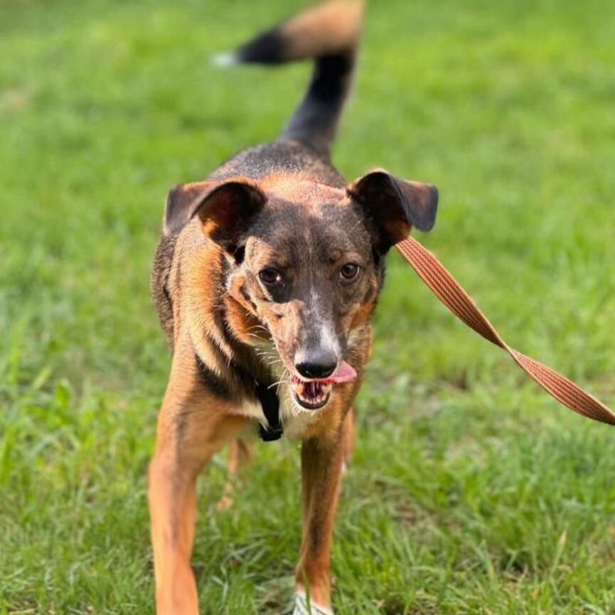 Полная жизни собака. Поночка в добрые руки