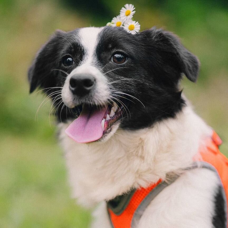 Ромашка,ромашка,в волосах кудряшка, воздуха глоток