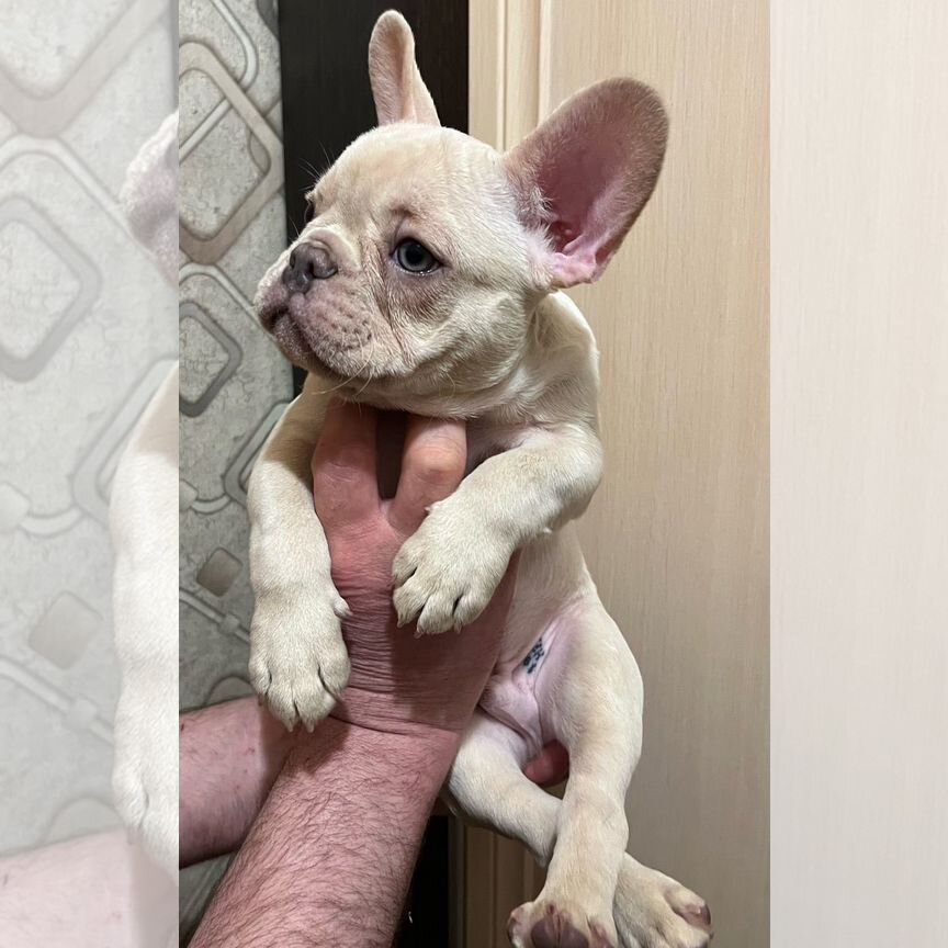 Французский бульдог, щенок