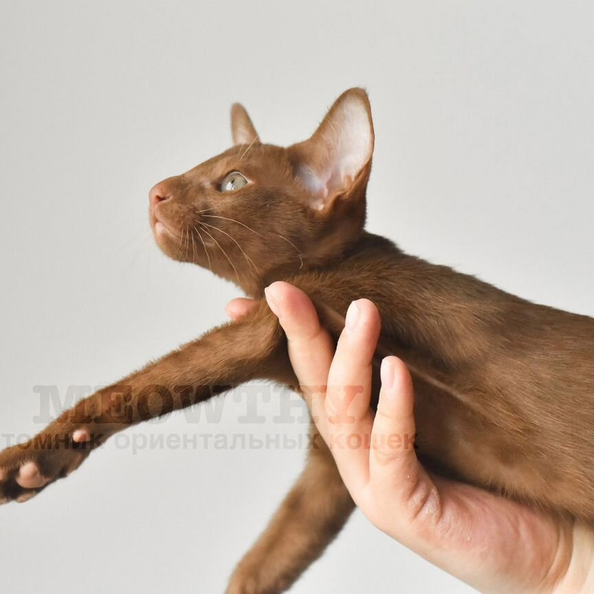 Ориентальный котенок