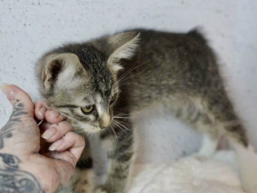 Котята метис бобтейла