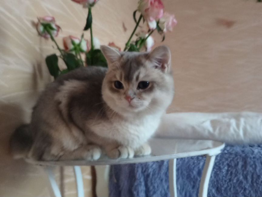Шотландский котёнок