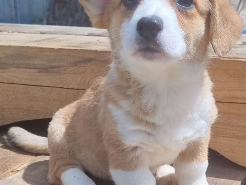 Вельш-корги кардиган