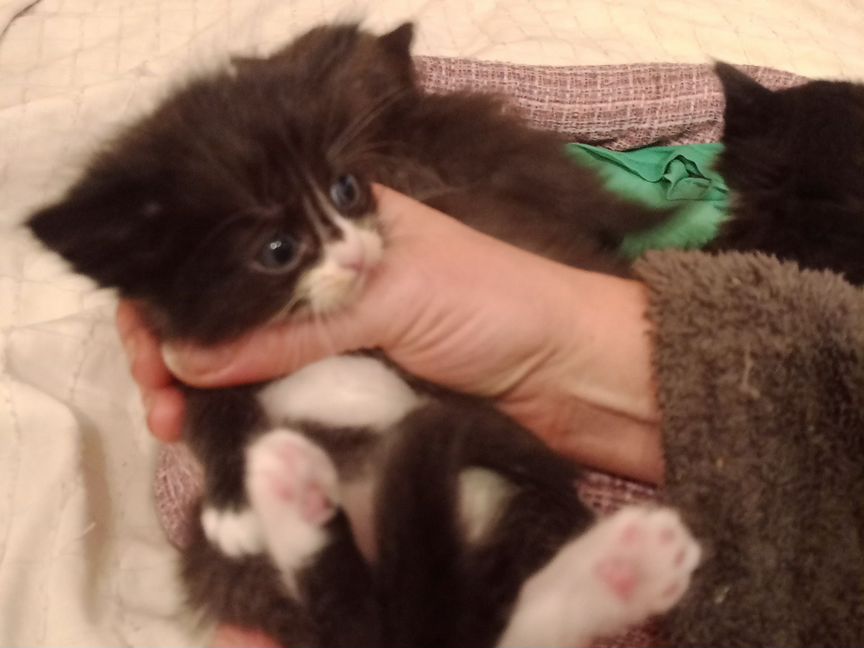 Котята мышеловы